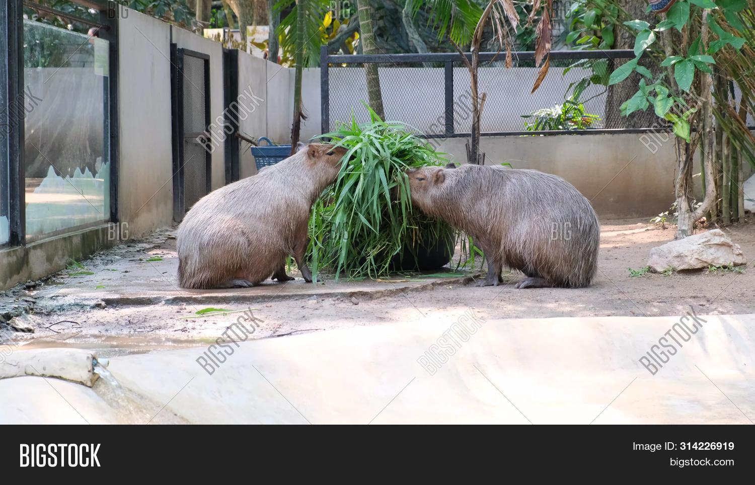 Capybara Largest Image & Photo (Free Trial) | Bigstock