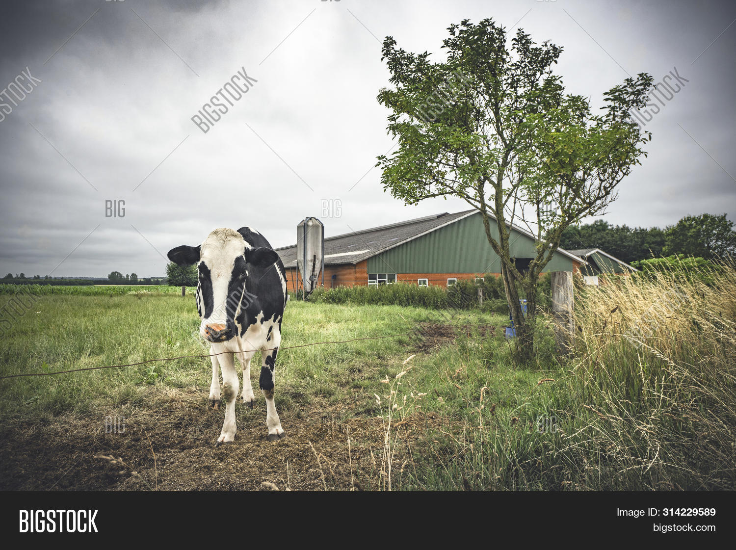 Cow Standing On Field Image & Photo (Free Trial) | Bigstock