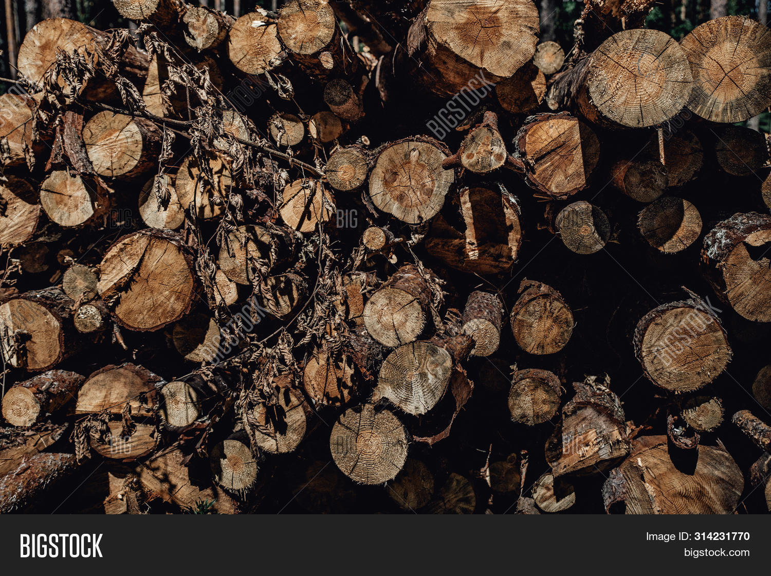 Forest Pine Trees Log Image & Photo (Free Trial) | Bigstock