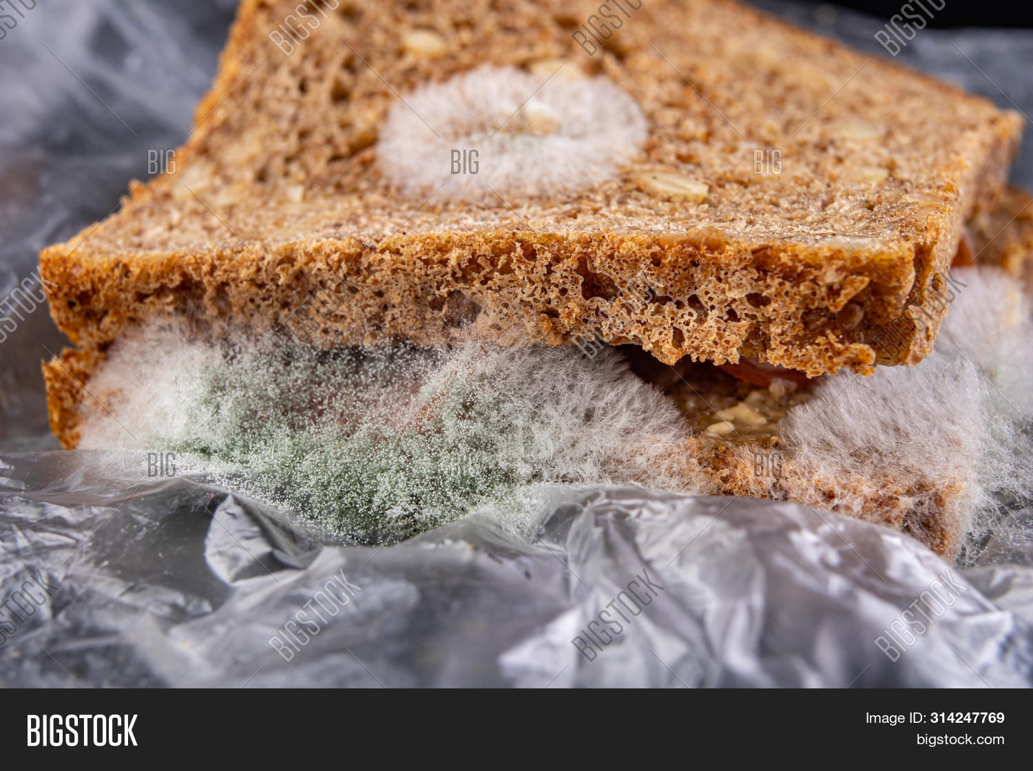 Moldy White Bread