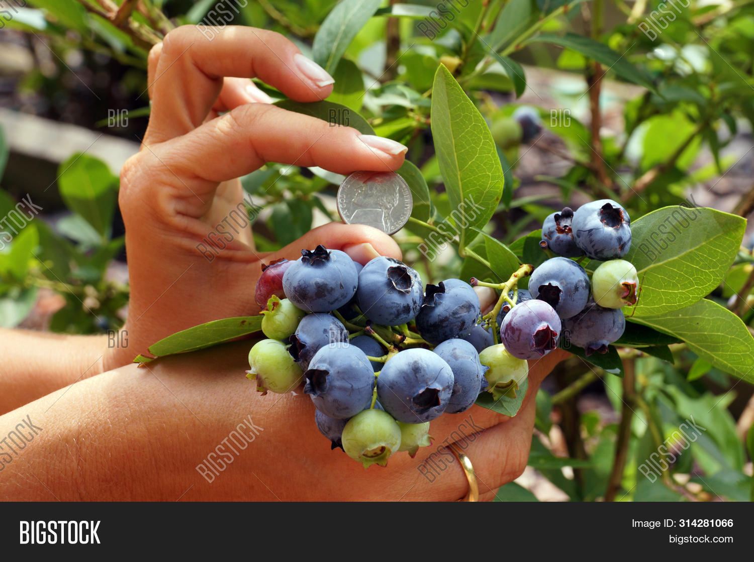 Size Comparison Five- Image & Photo (Free Trial) | Bigstock
