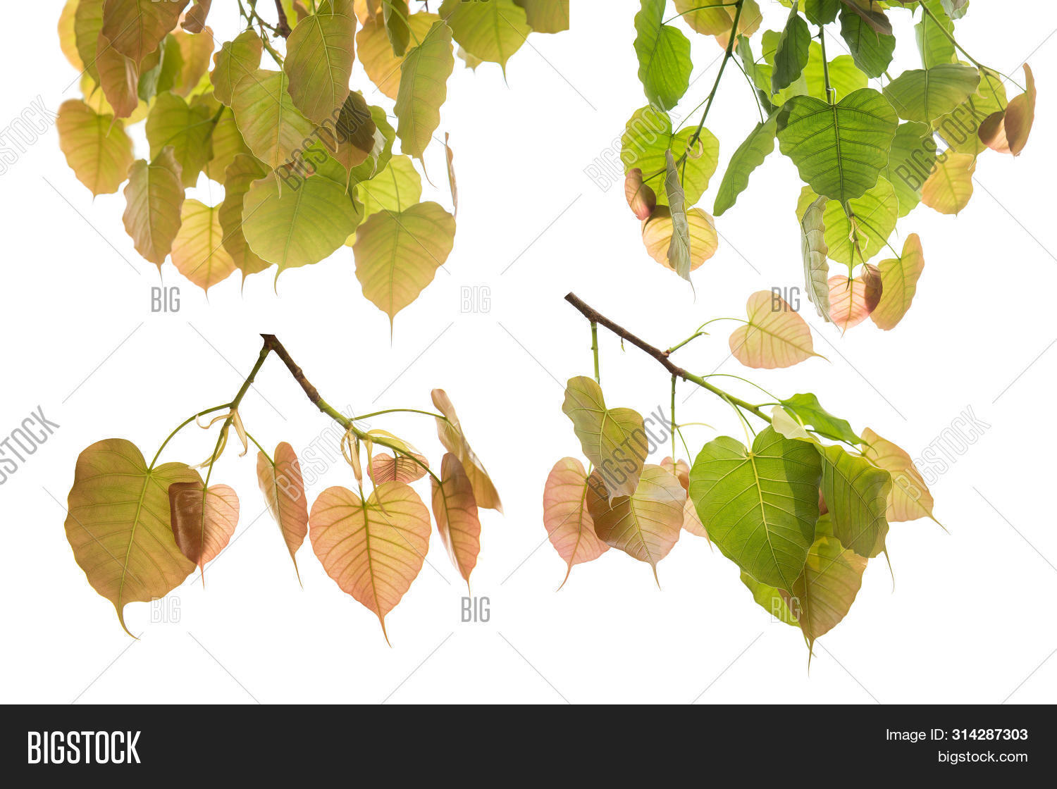 Bodhi Leaves Isolated Image & Photo (Free Trial) | Bigstock