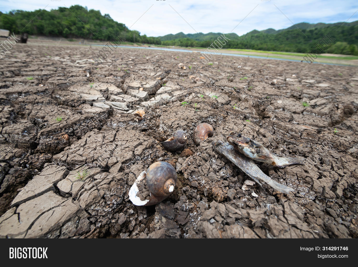Fish Shellfish Dead Image & Photo (Free Trial) | Bigstock