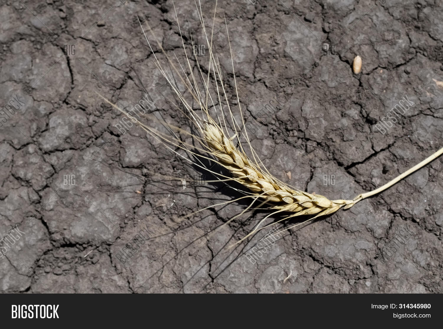 Dry Ripened Wheat Image & Photo (Free Trial) | Bigstock