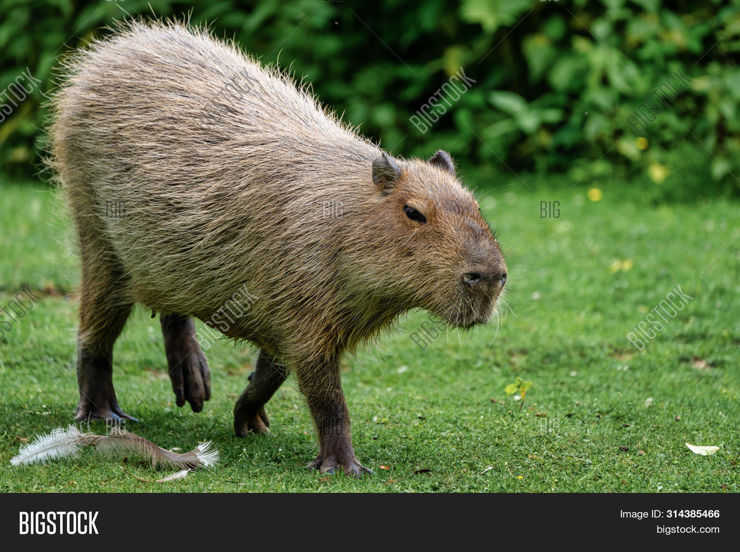 Capybara, Hydrochoerus Image & Photo (Free Trial) | Bigstock