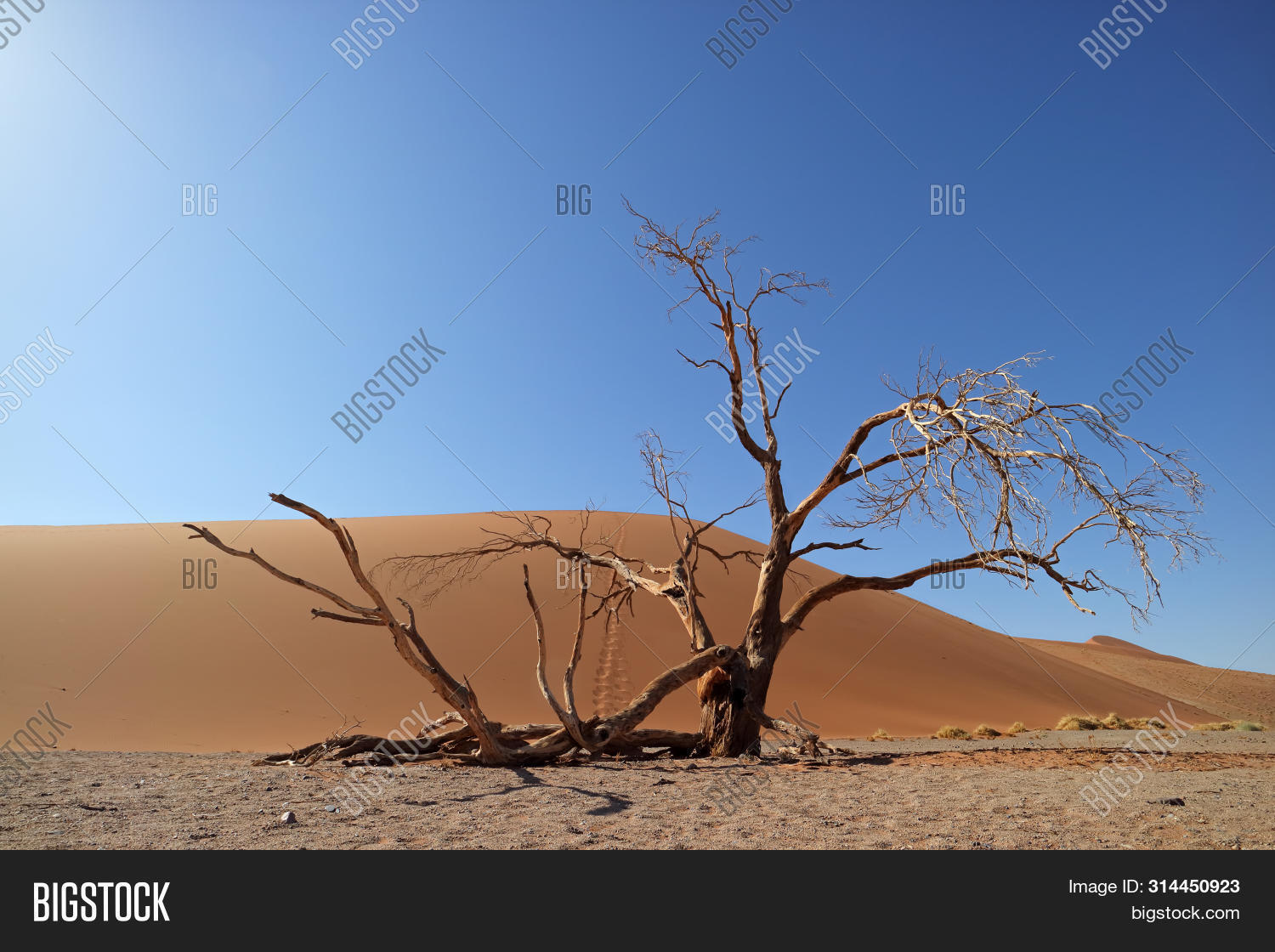 Desert Landscape Dead Image & Photo (Free Trial) | Bigstock
