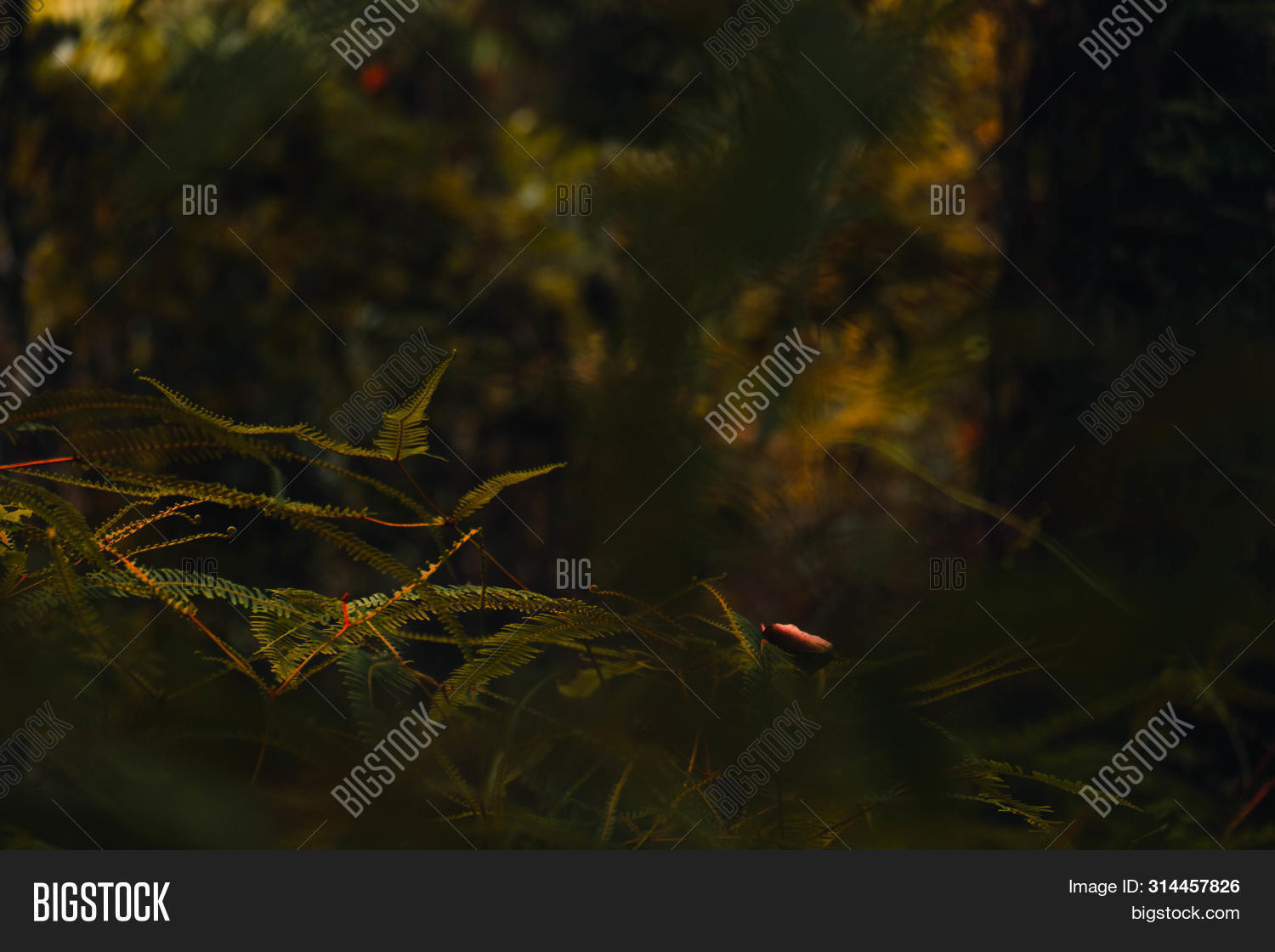 Moisture Rainforest Image & Photo (Free Trial) | Bigstock