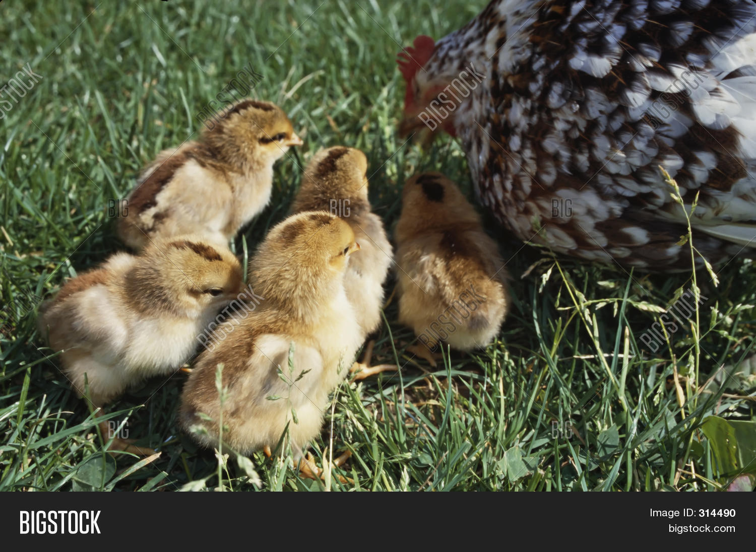 Chick Image & Photo (Free Trial) | Bigstock