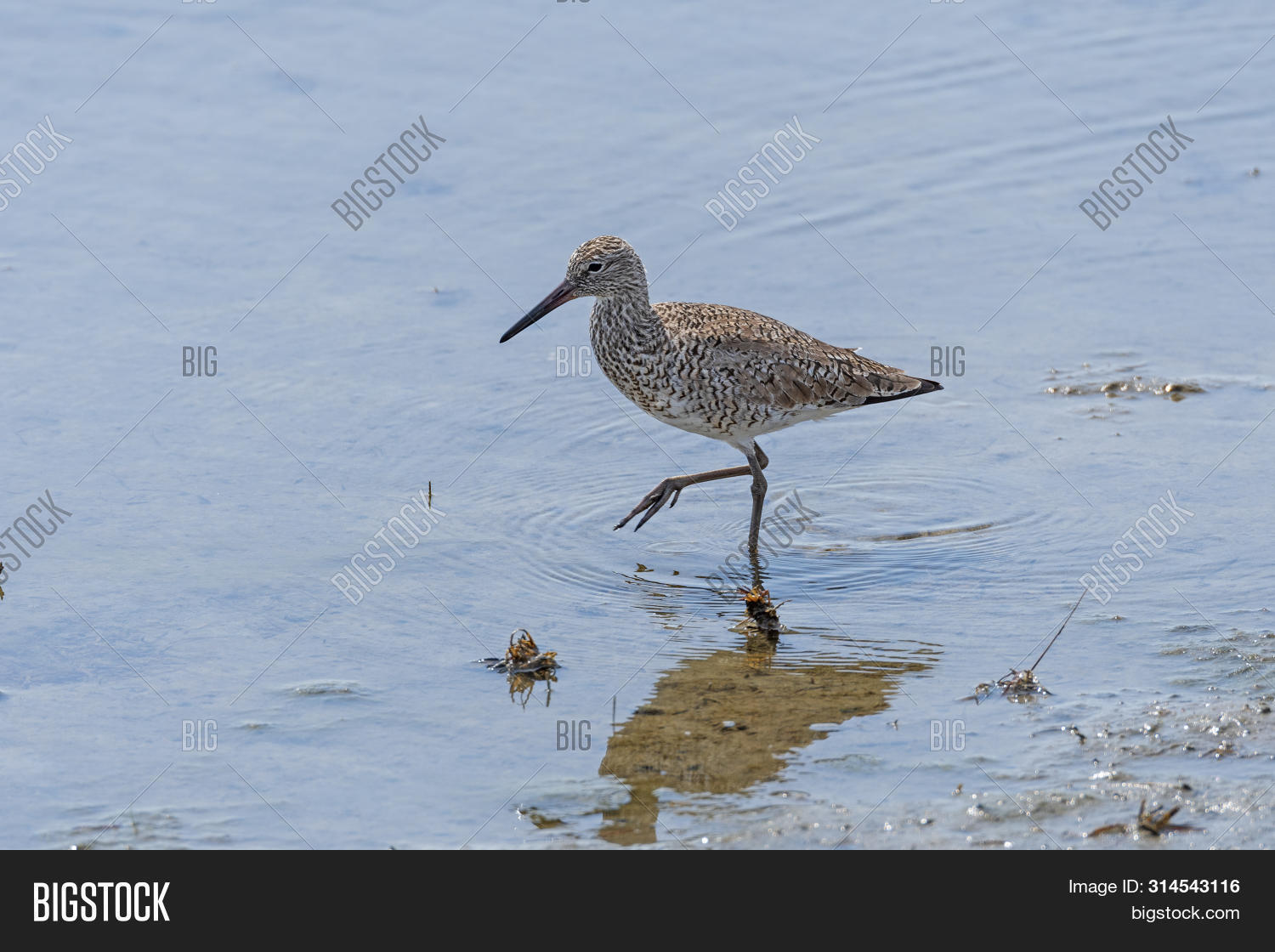 Posed Willet Ocean Image & Photo (Free Trial) | Bigstock