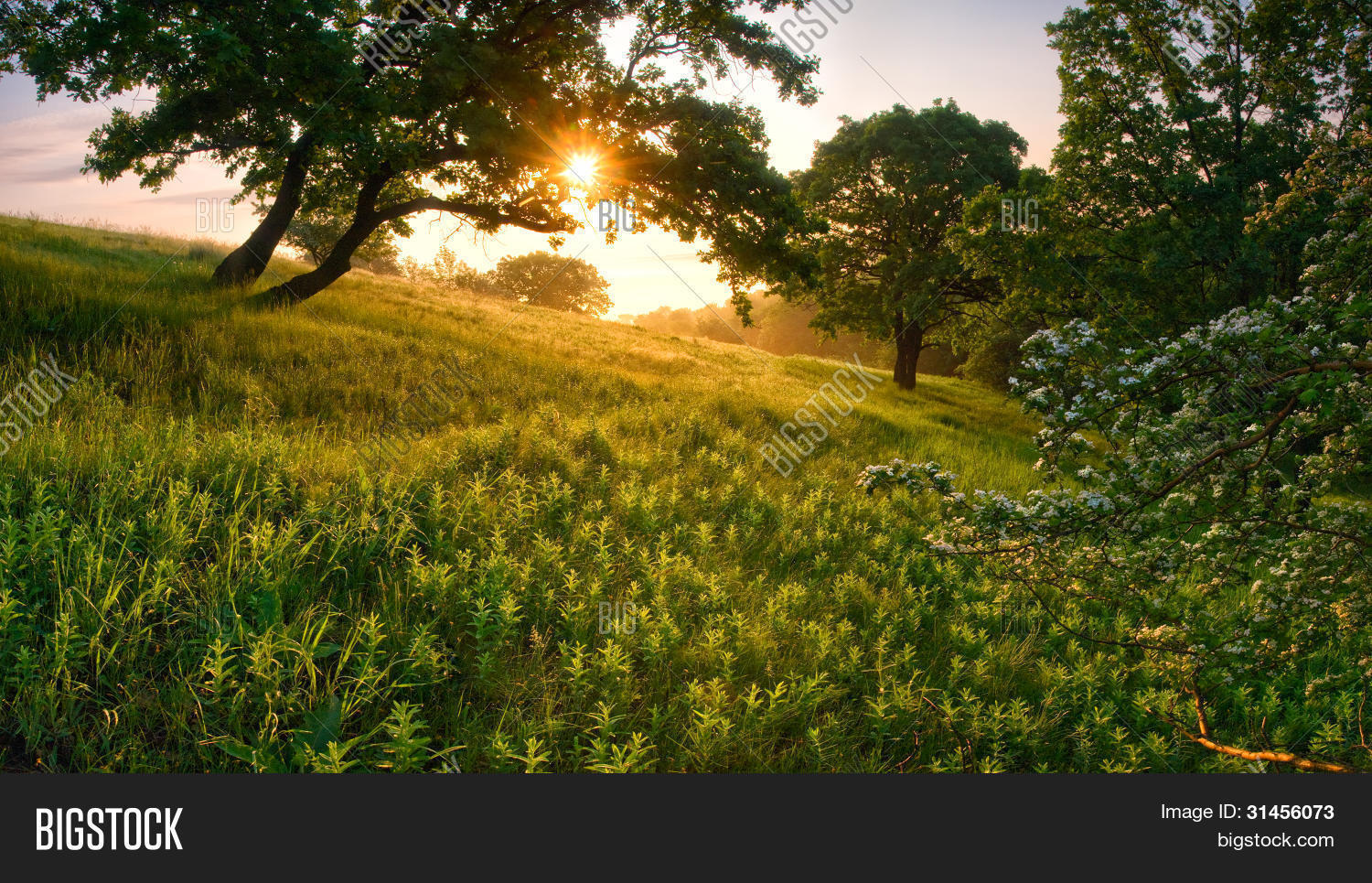Morning Forest Image & Photo (Free Trial) | Bigstock
