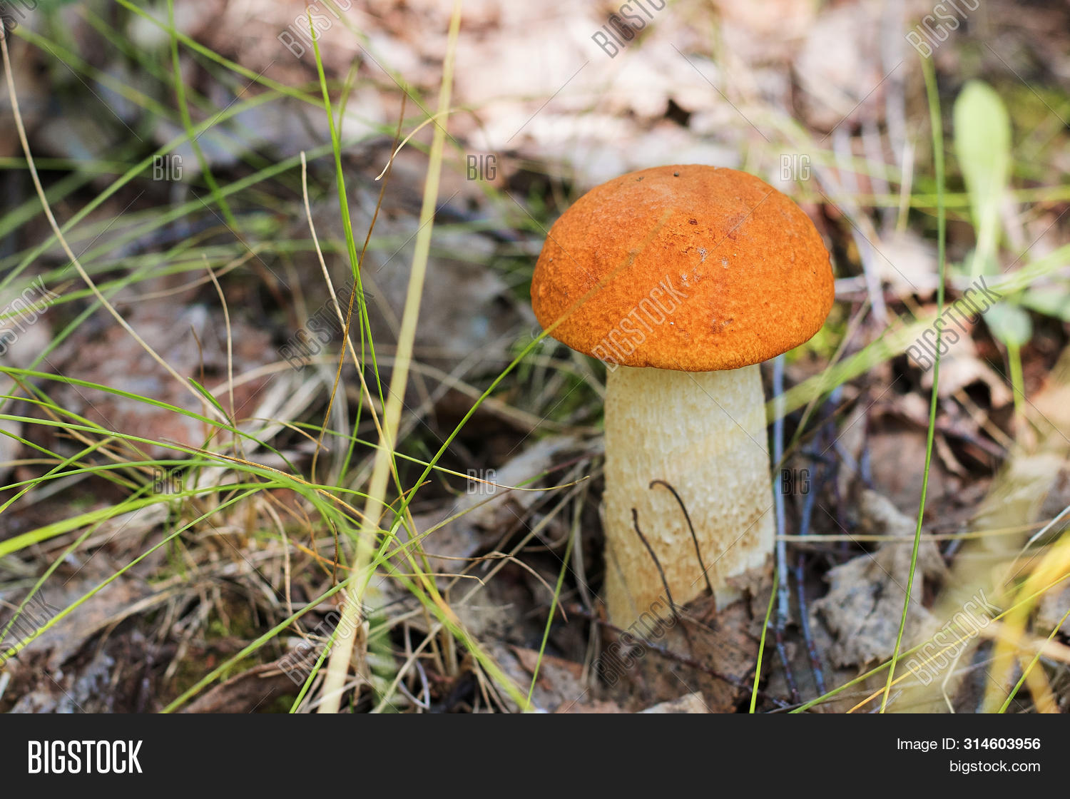 Orange Cap Boletus. Image & Photo (Free Trial) | Bigstock