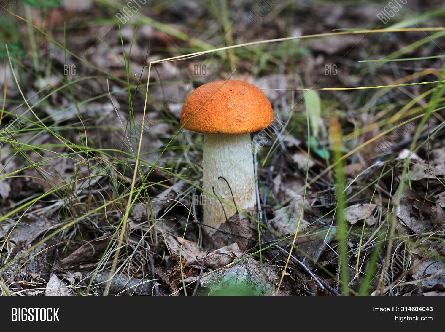 Orange Cap Boletus. Image & Photo (Free Trial) | Bigstock