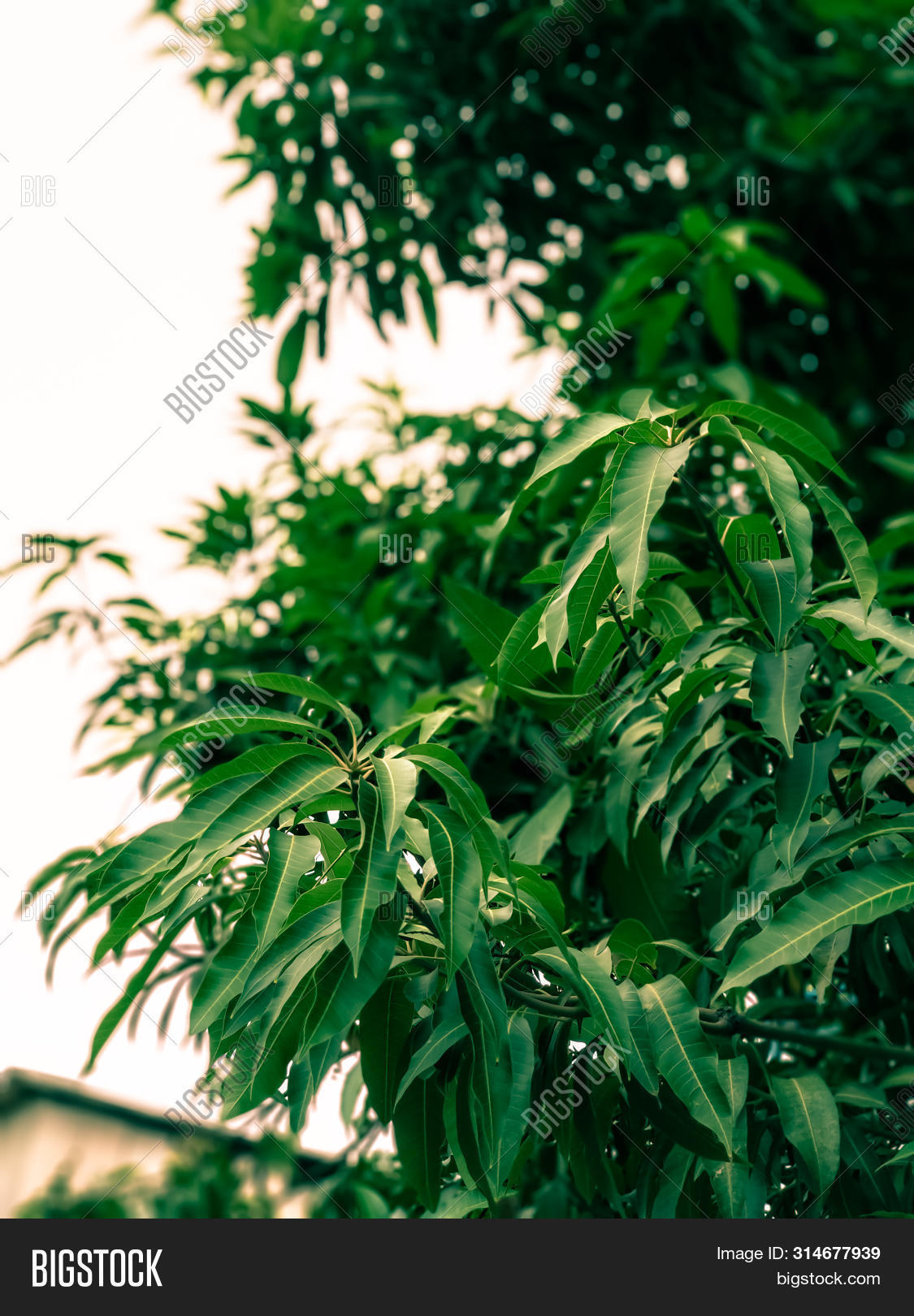 Photo Mango Tree Image & Photo (Free Trial) | Bigstock