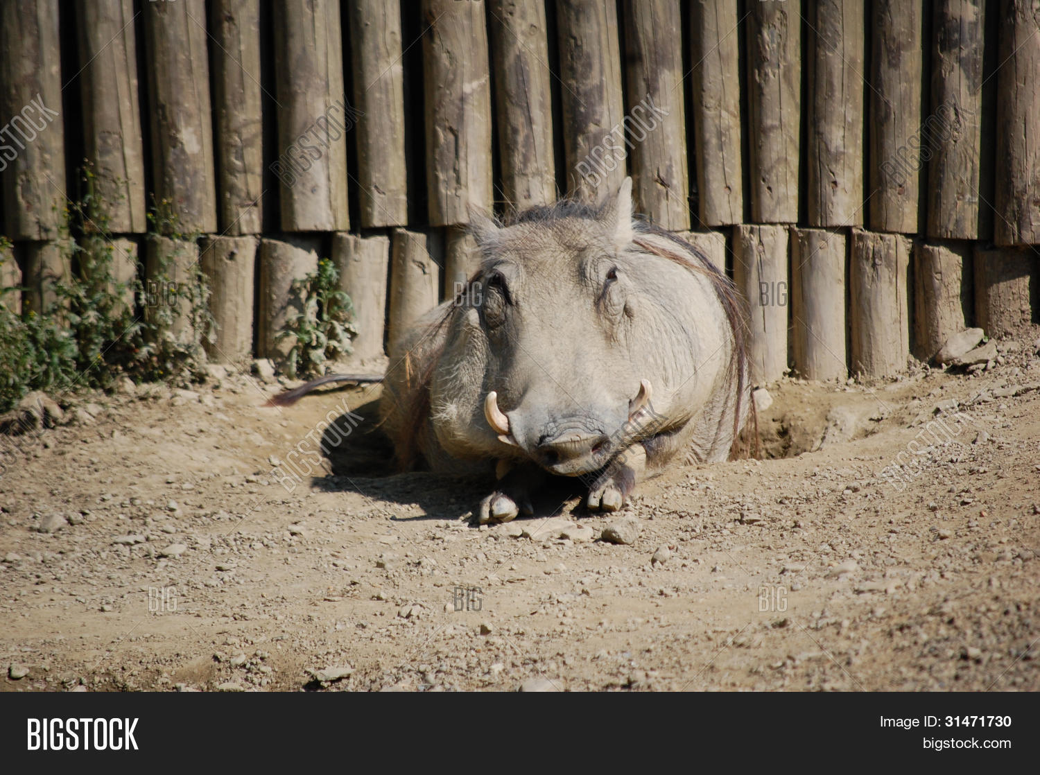 Lone Warthog Looking Image & Photo (Free Trial) | Bigstock