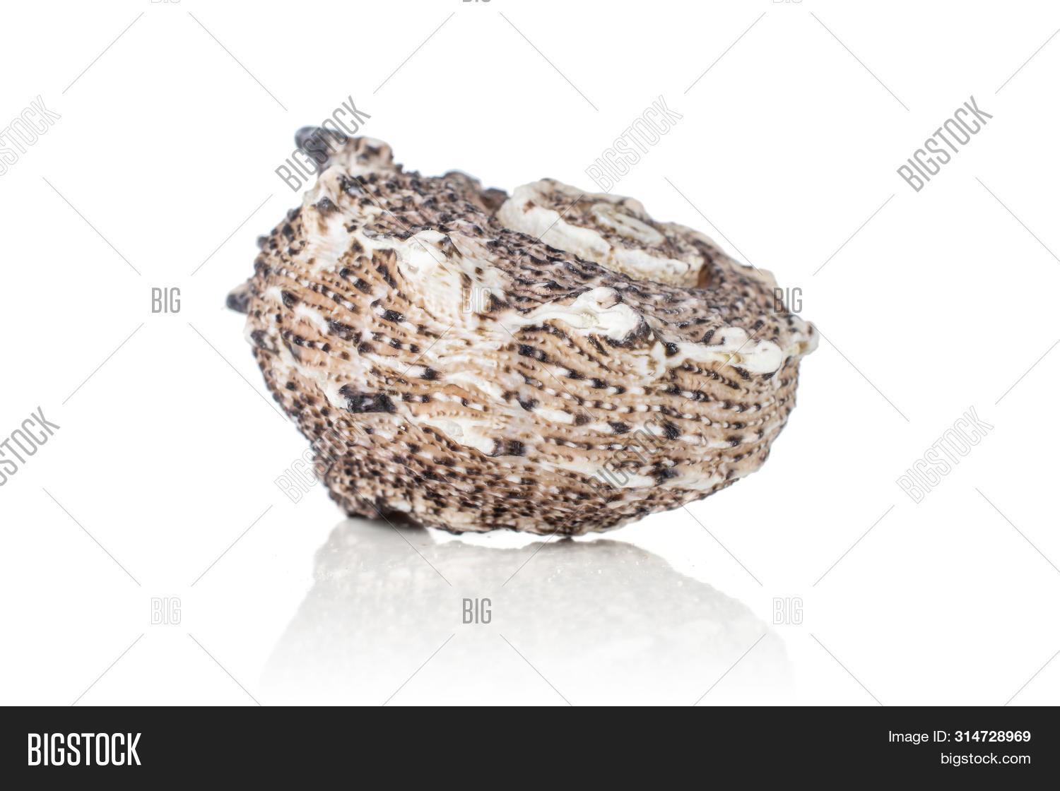 One Whole Mollusc Image & Photo (Free Trial) | Bigstock