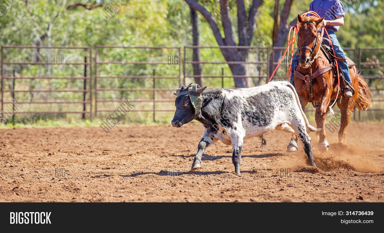 Calf Being Lassoed Image & Photo (Free Trial) | Bigstock