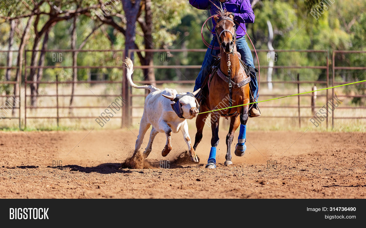 Running Calf Lassoed Image & Photo (Free Trial) | Bigstock
