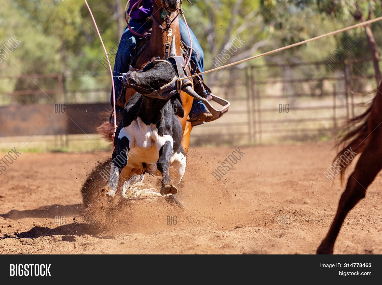 Running Calf Lassoed Image & Photo (Free Trial) | Bigstock