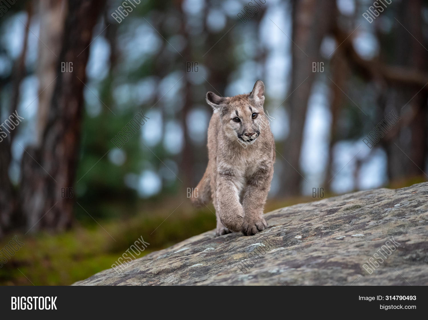 Cougar (puma Concolor Image & Photo (Free Trial) | Bigstock