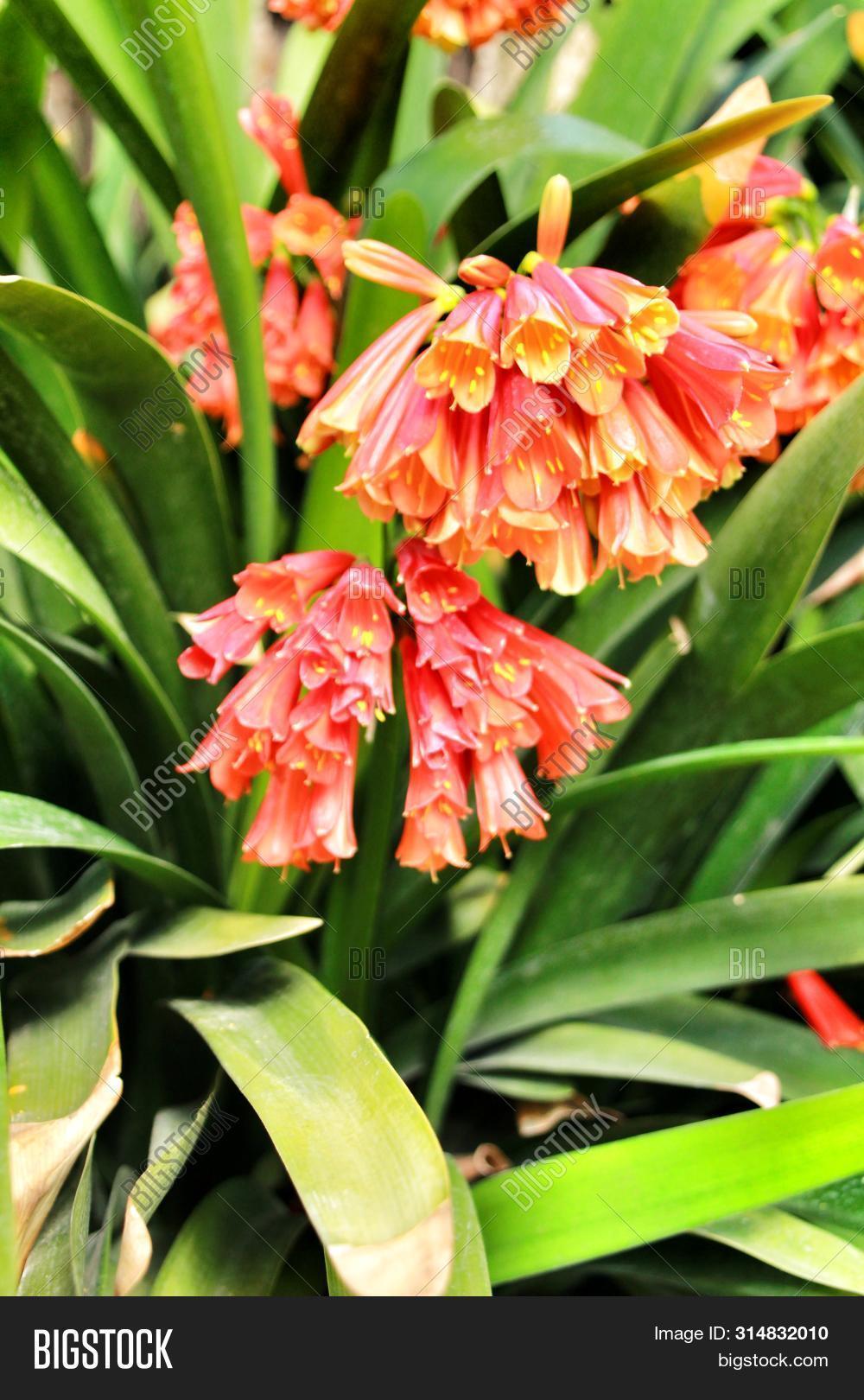 Colorful Clivia Image & Photo (Free Trial) | Bigstock
