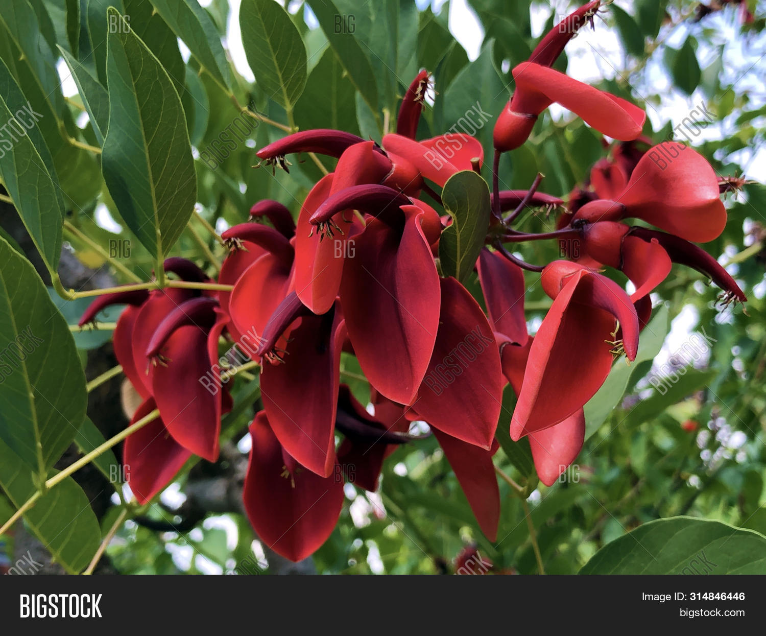 Cockspur Coral Tree, Image & Photo (Free Trial) | Bigstock
