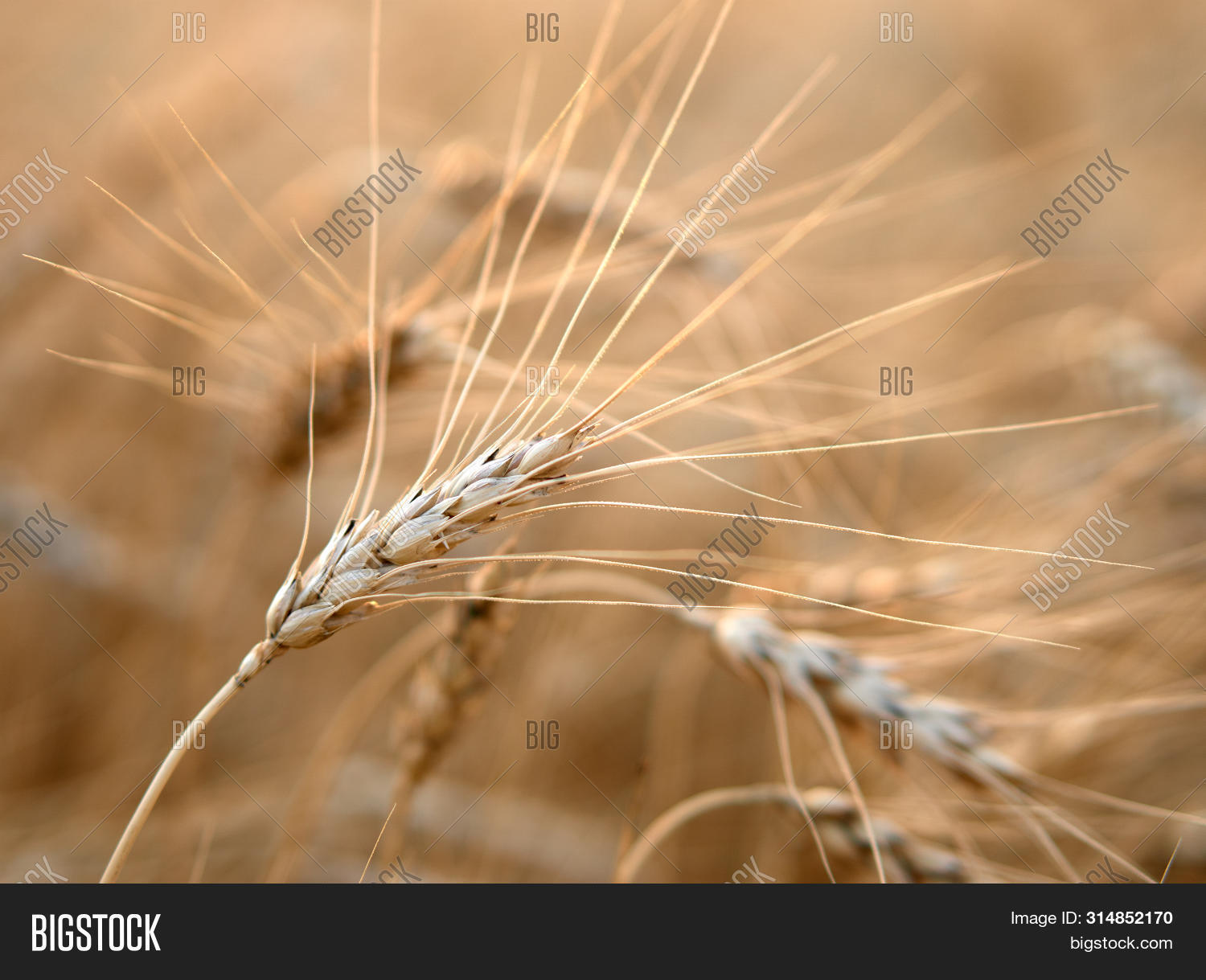 Gold Wheat Grain Field Image & Photo (Free Trial) | Bigstock