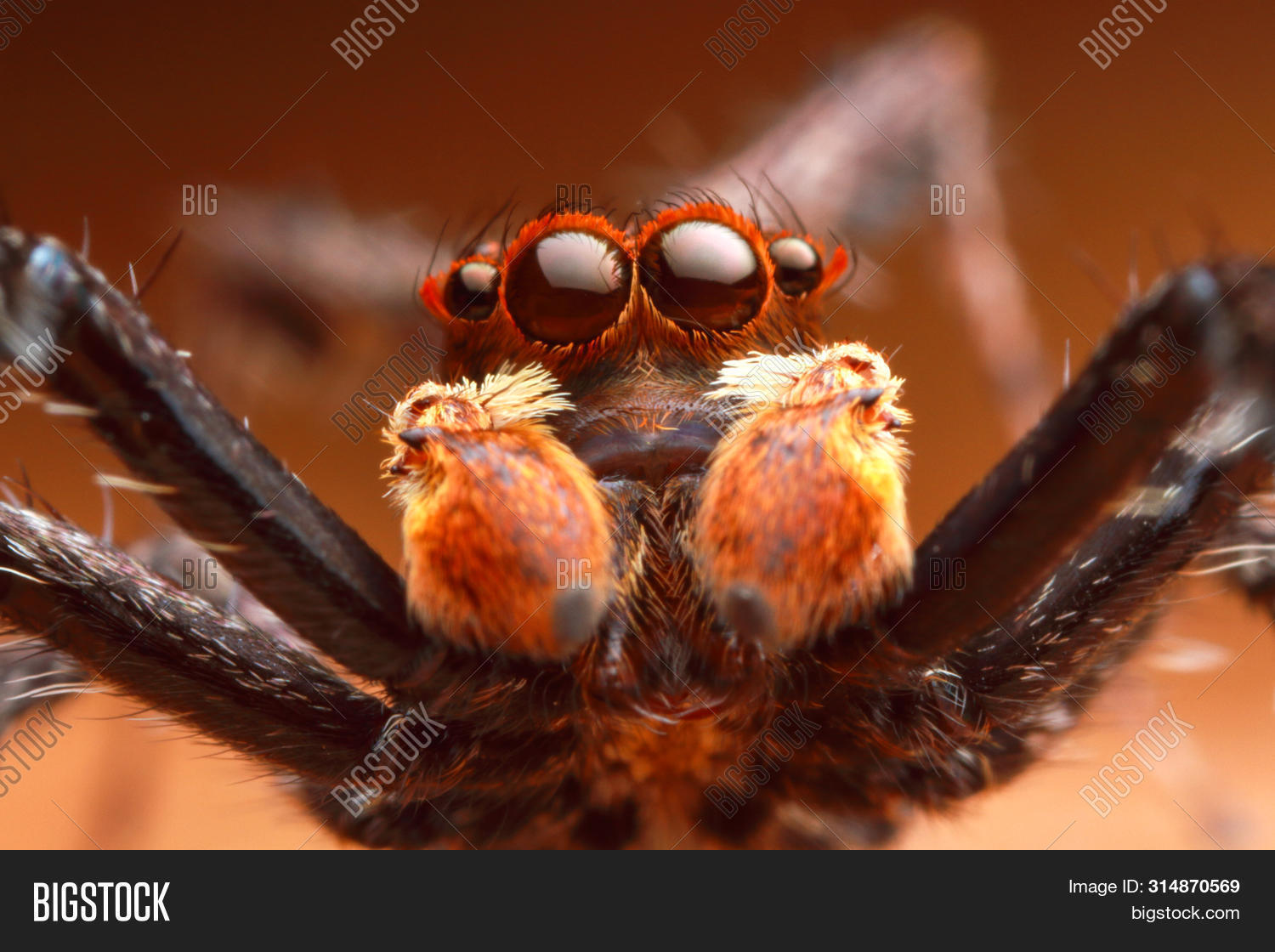 Front View Extreme Image & Photo (Free Trial) | Bigstock