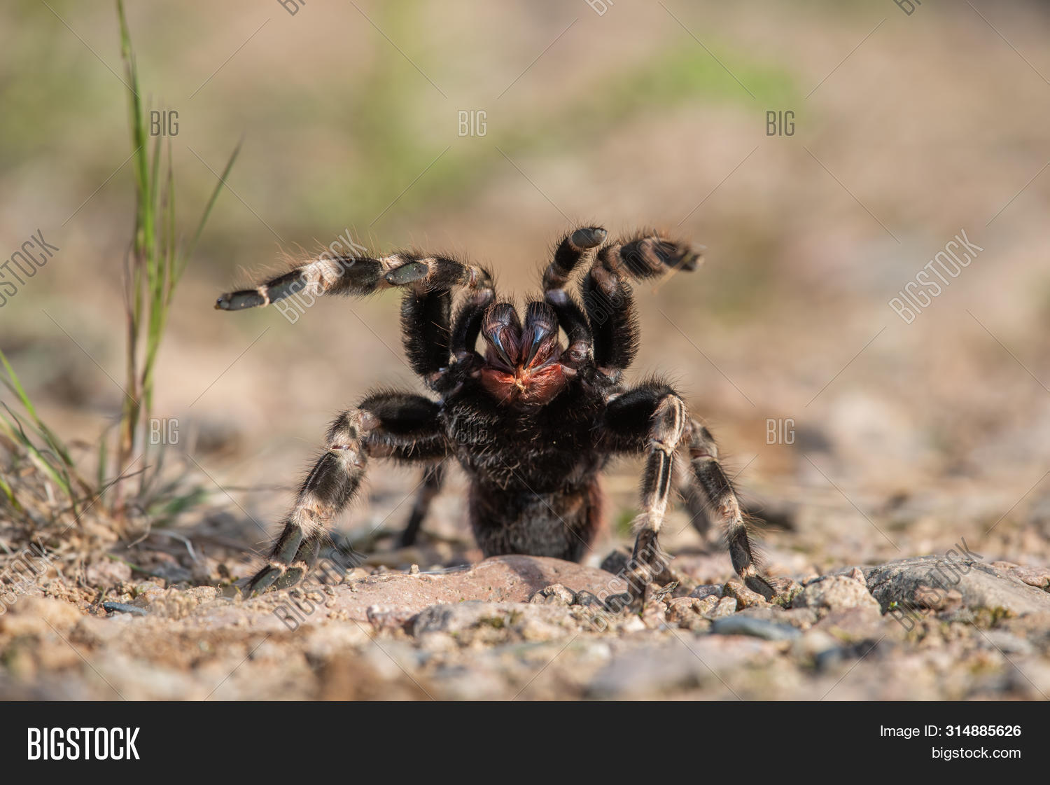 Tarantula Image & Photo (Free Trial) | Bigstock