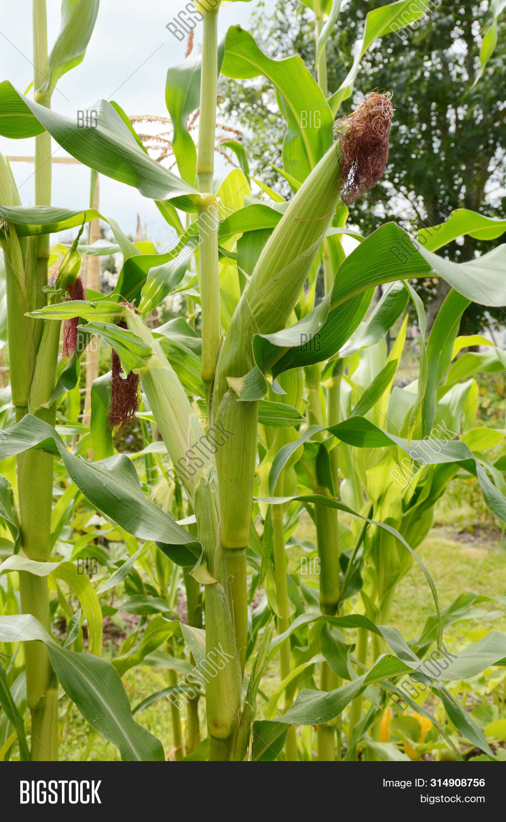 Imagen y foto Fat Sweetcorn Cobs (prueba gratis) | Bigstock