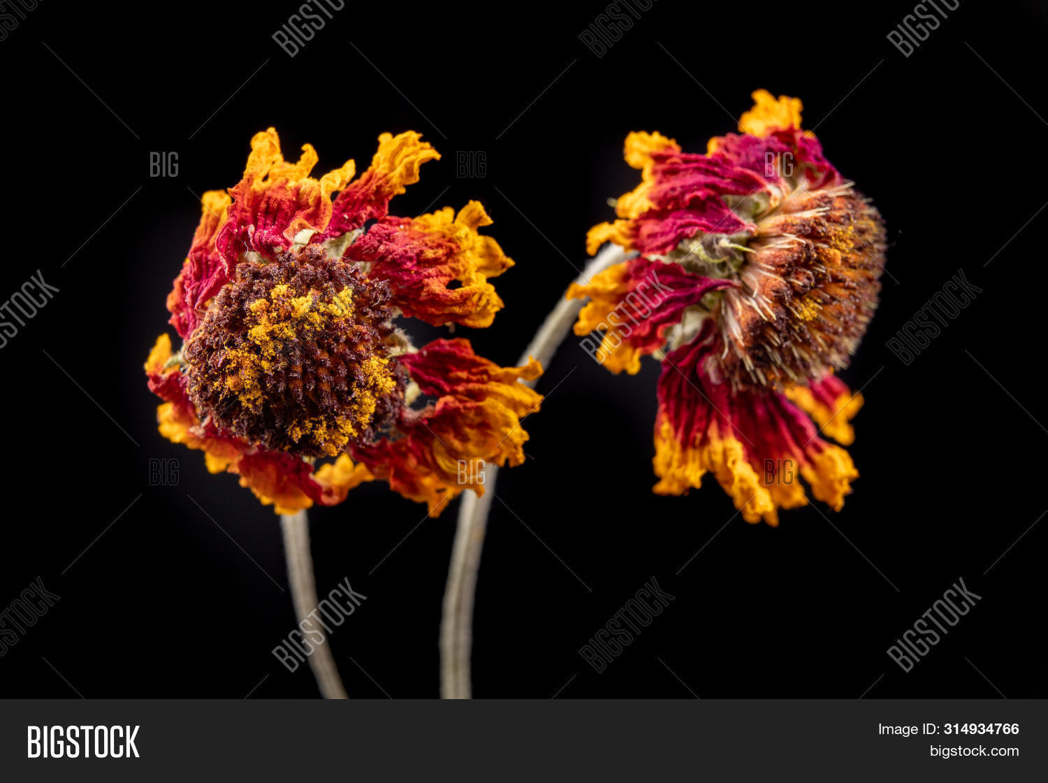 Imagen y foto Withered Flowers (prueba gratis) | Bigstock