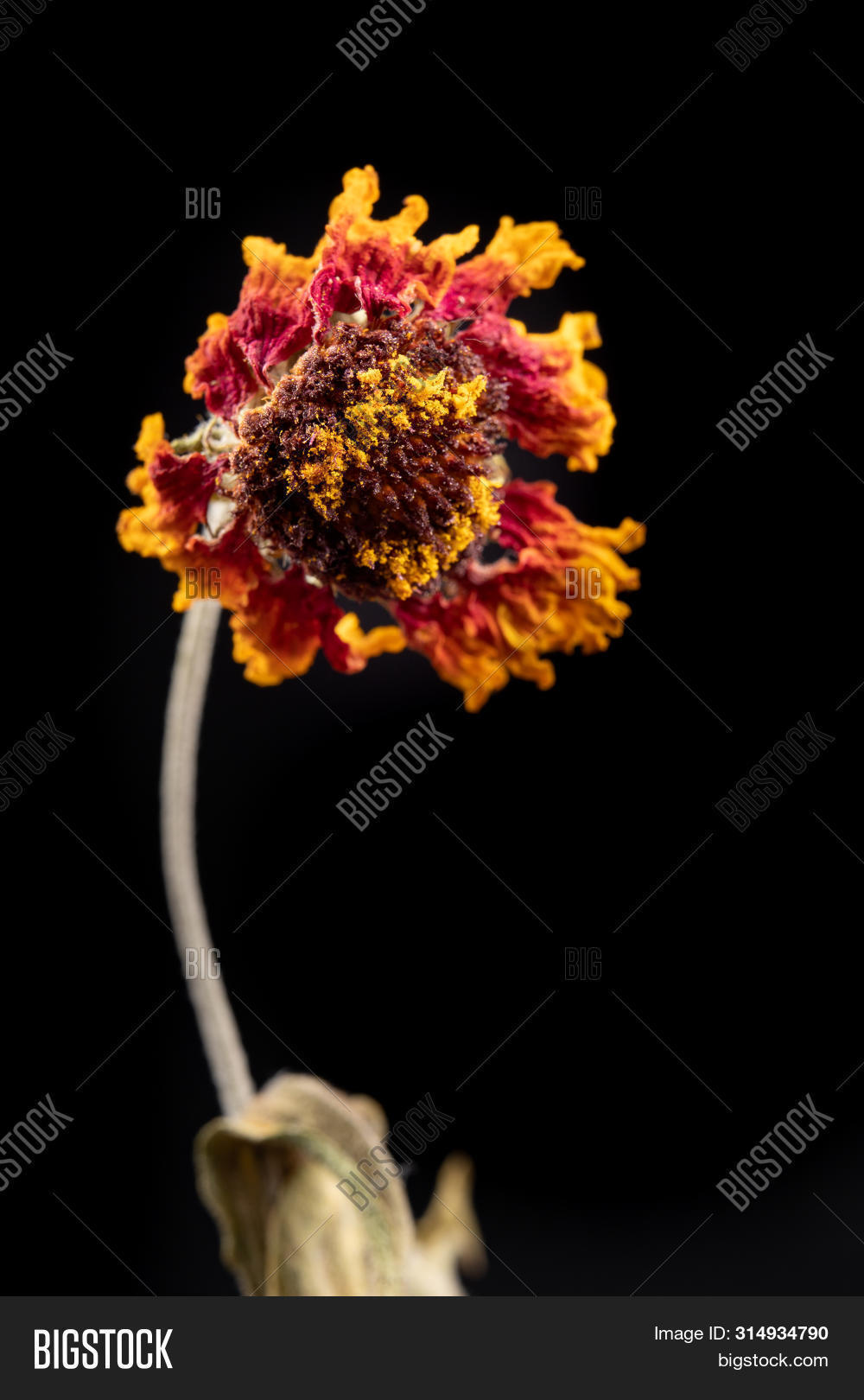 Imagen y foto Withered Flowers (prueba gratis) | Bigstock