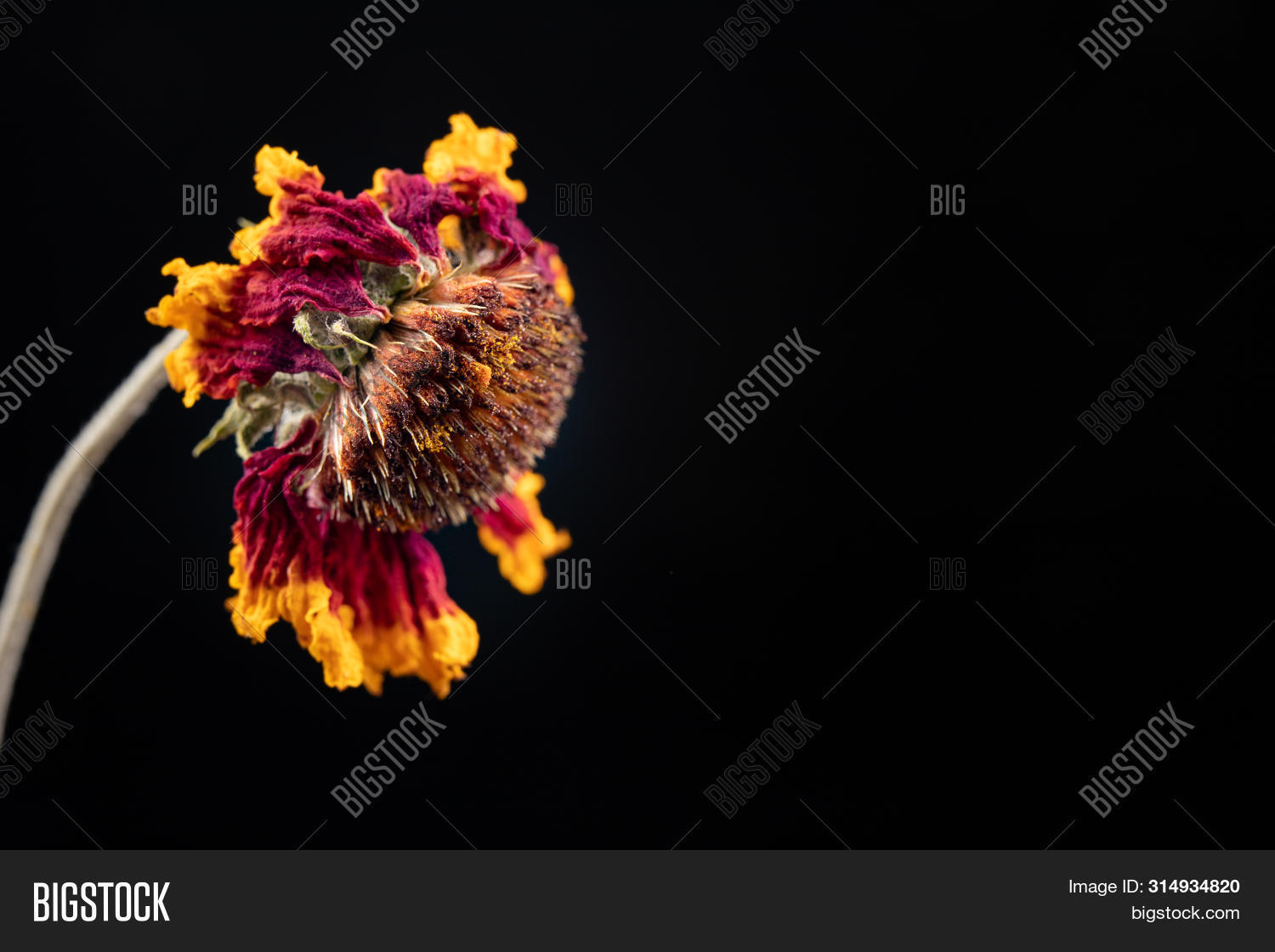 Withered Flowers Home Image & Photo (Free Trial) | Bigstock