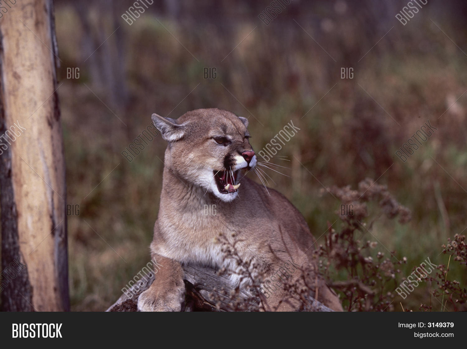 Cougar Growling Image & Photo (Free Trial) | Bigstock