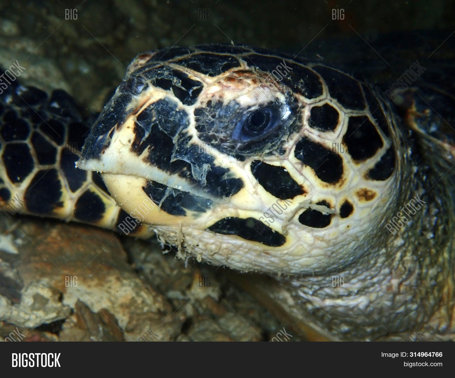 Closeup Hawksbill Sea Image & Photo (Free Trial) | Bigstock