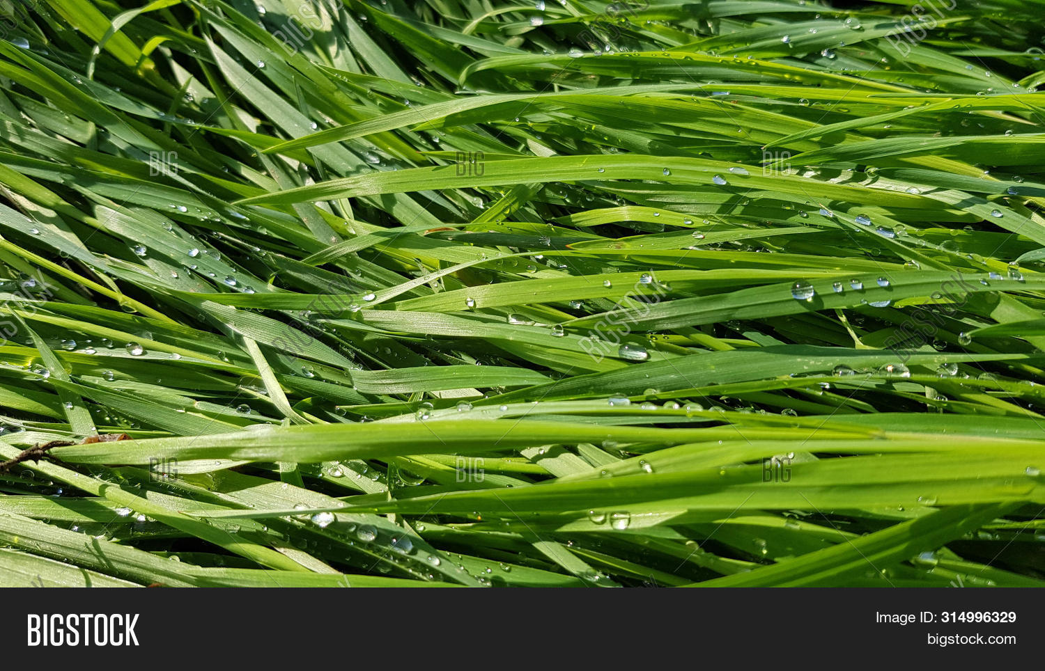 Wet Green Grass Image & Photo (Free Trial) | Bigstock