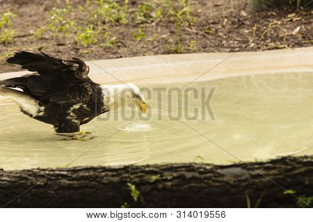 Beautiful Bad Eagle Image & Photo (Free Trial) | Bigstock
