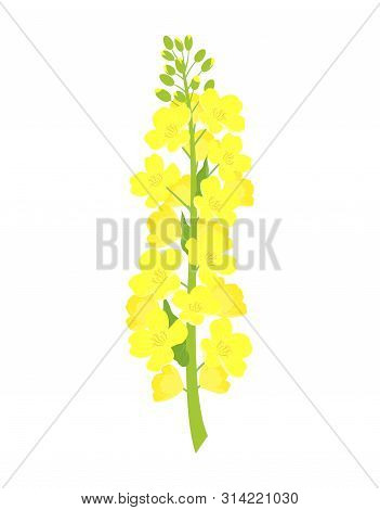 Vector Rapeseed Vector & Photo (Free Trial) | Bigstock