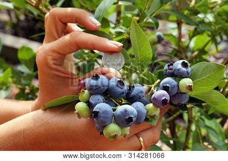 Size Comparison Five- Image & Photo (Free Trial) | Bigstock