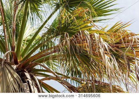 Branches Palm Trees Image & Photo (Free Trial) | Bigstock