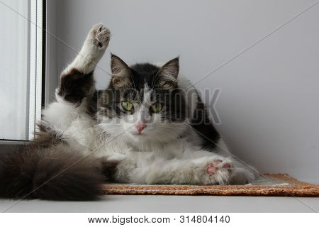 White Cat Images, Illustrations & Vectors (Free) - Bigstock