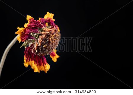 Withered Flowers Home Image & Photo (Free Trial) | Bigstock