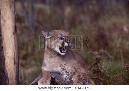 Cougar Growling Image & Photo (Free Trial) | Bigstock