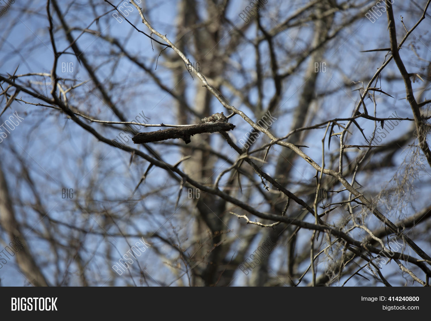 Thorny Vines Image & Photo (Free Trial) | Bigstock