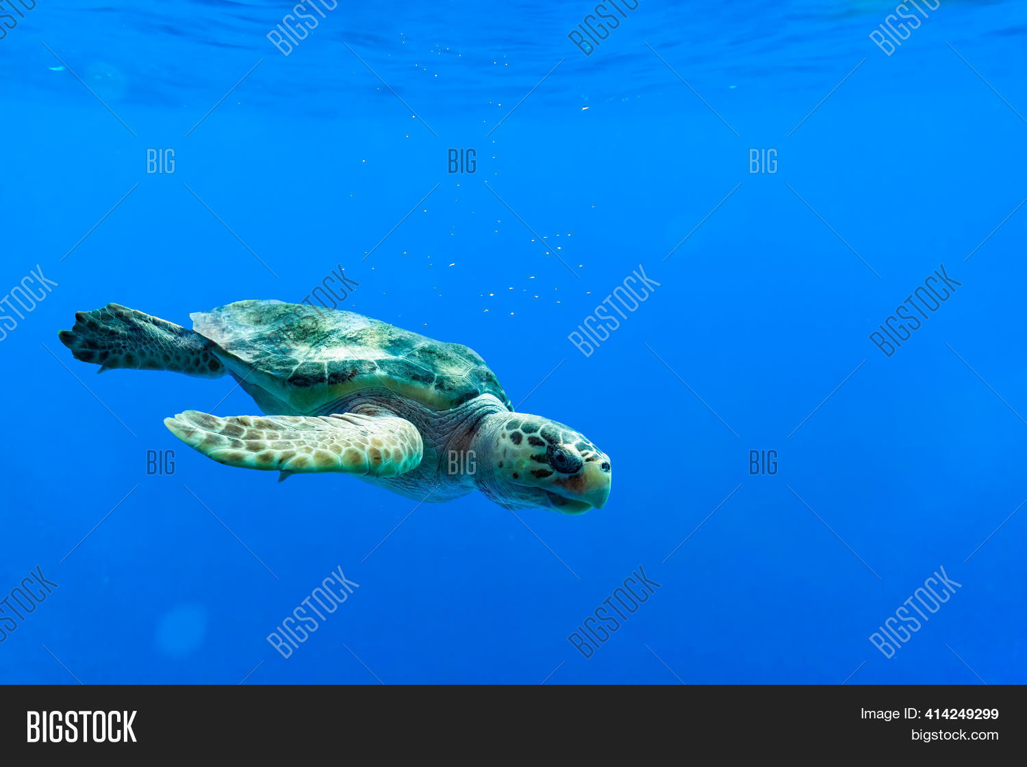 Loggerhead Sea Turtle Image & Photo (Free Trial) | Bigstock