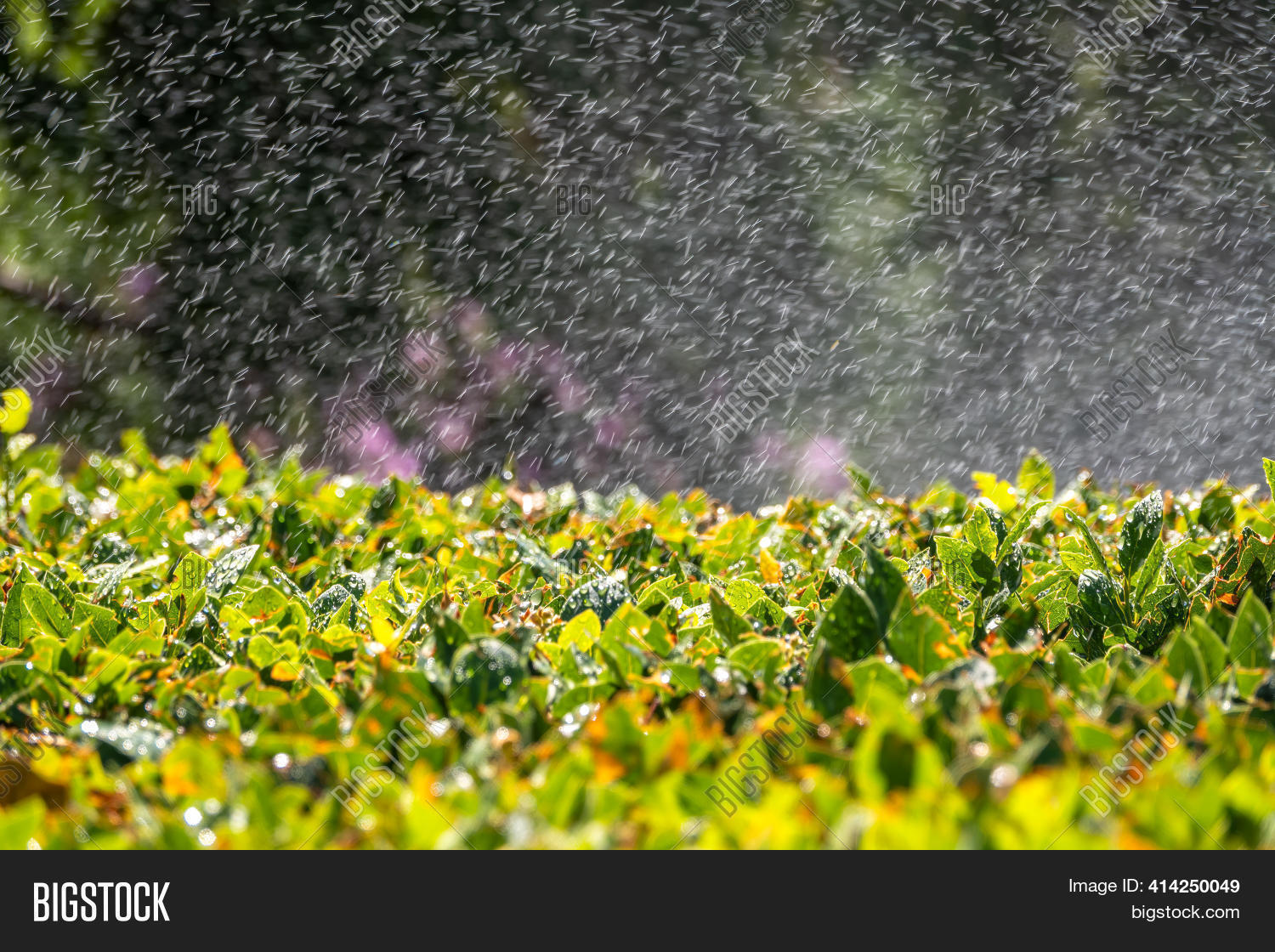 Trimmed Bushes Spray Image & Photo (Free Trial) | Bigstock