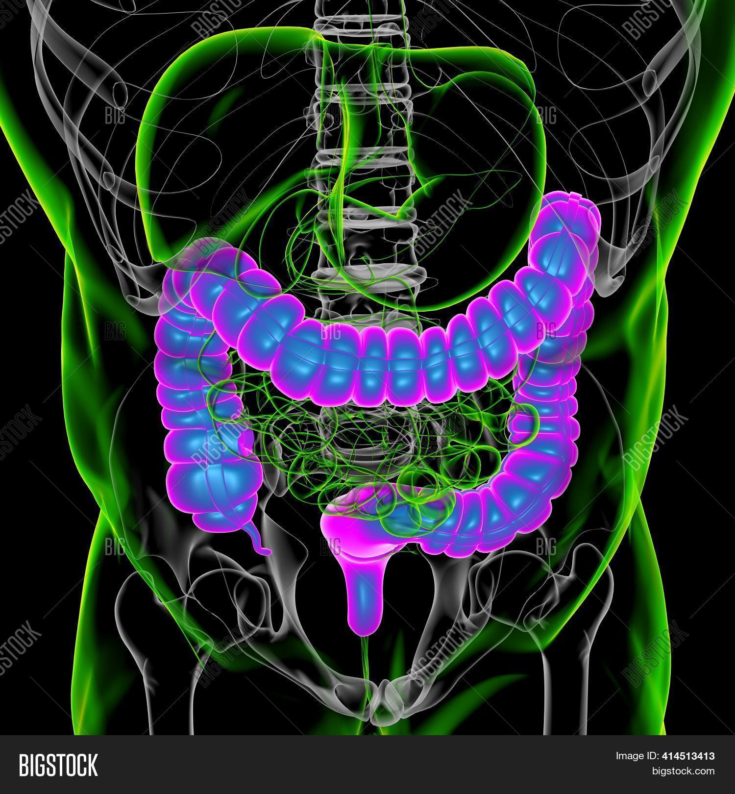 Large Intestine 3D Image & Photo (Free Trial) | Bigstock