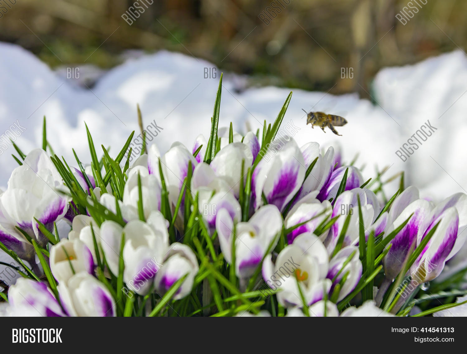 April Bee Flying Image & Photo (Free Trial) | Bigstock