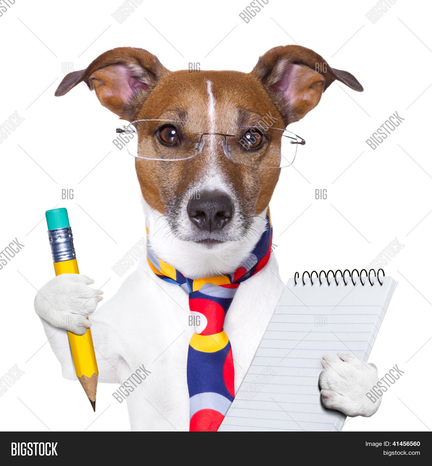 Secretary Dog Image & Photo (Free Trial) | Bigstock
