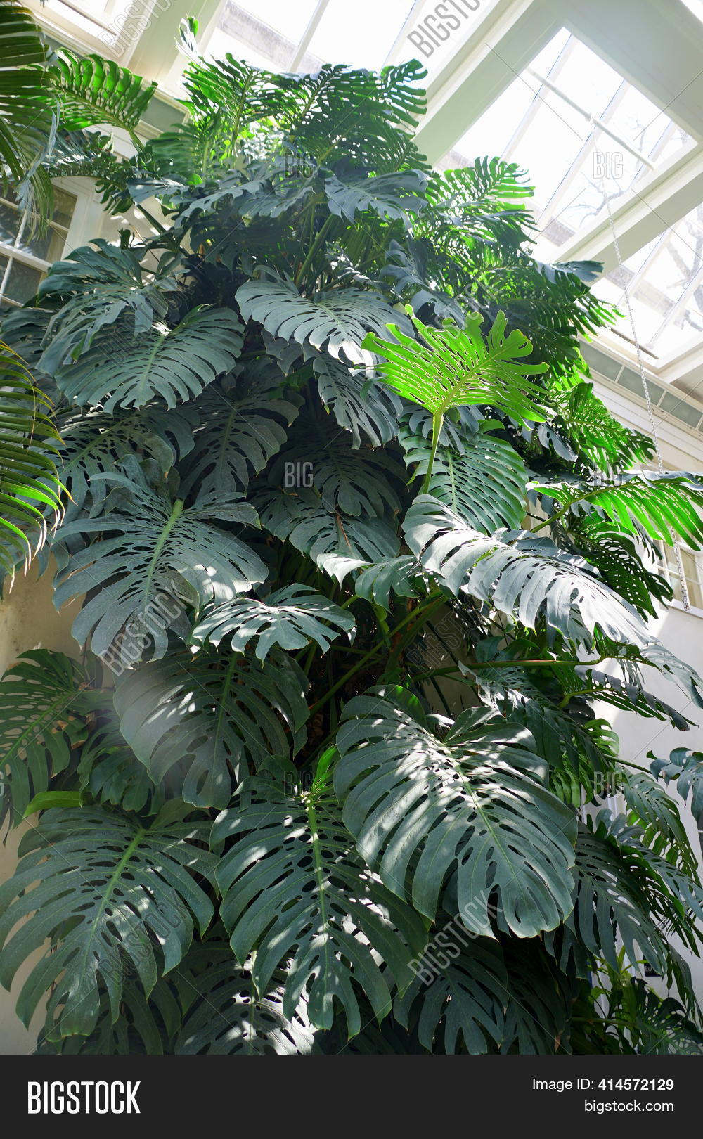 Big Monstera Deliciosa Image & Photo (Free Trial) | Bigstock