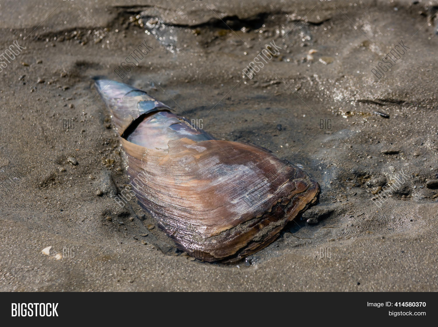 Large Brown Mollusk Image & Photo (Free Trial) | Bigstock
